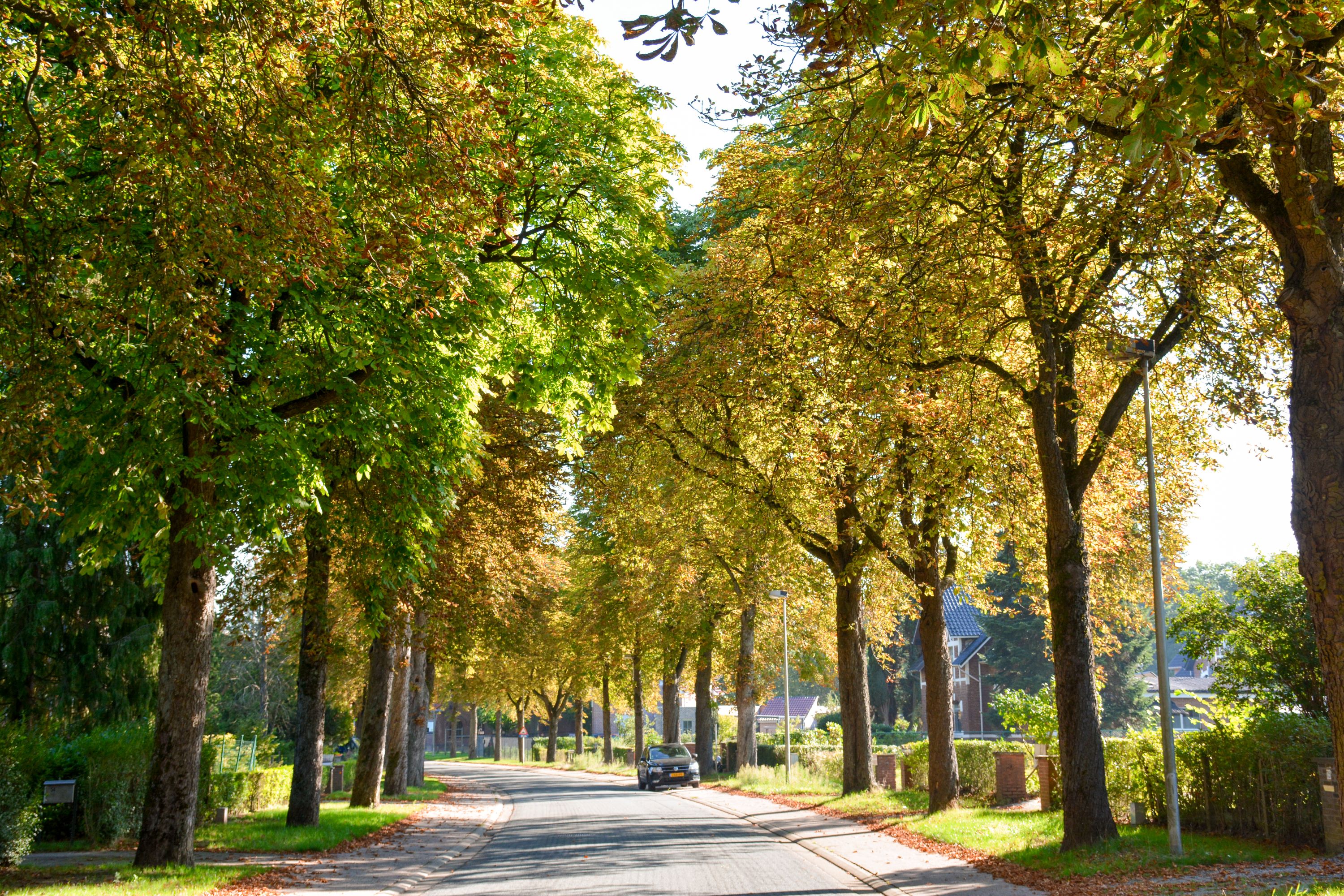 Aesculus hippocastanum TREEVOLUTION ‘Cyrilles Clean’ PBR - Van den Berk Nurseries